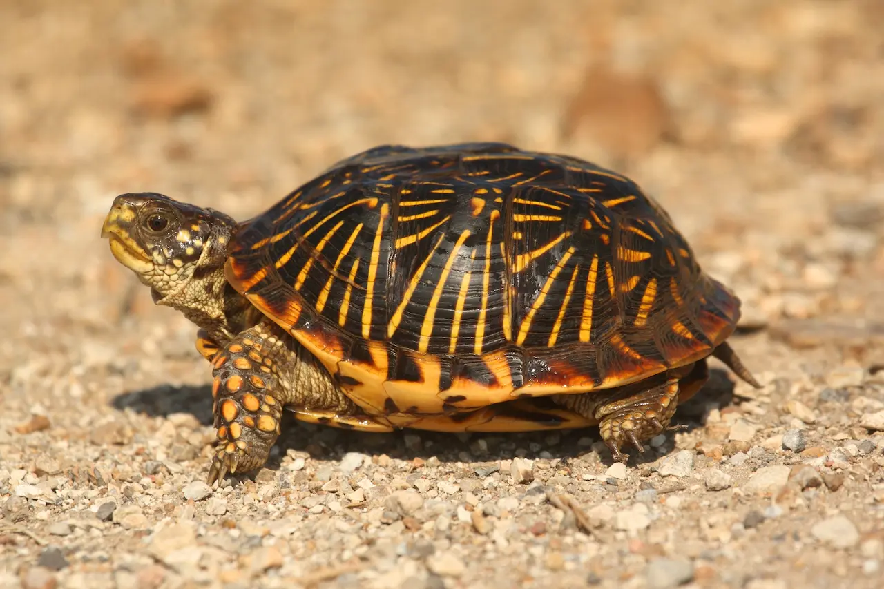 Western Box Turtle (Terrapene Ornata) | Box Turtles