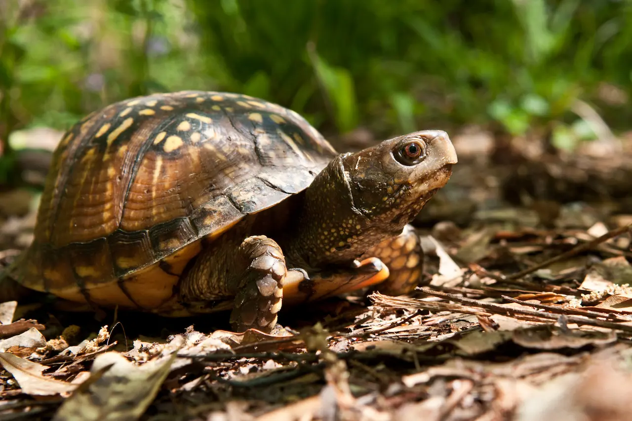 Gulf Coast Box Turtle (Terrapene Carolina Major)| Box Turtle
