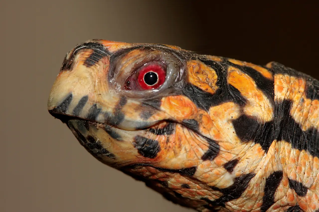 Buying A Box Turtle | Facts And Information | Box Turtle