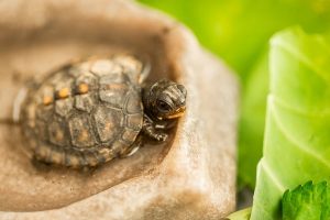 What Do Box Turtles Eat? Expert Diet & Feeding Guide